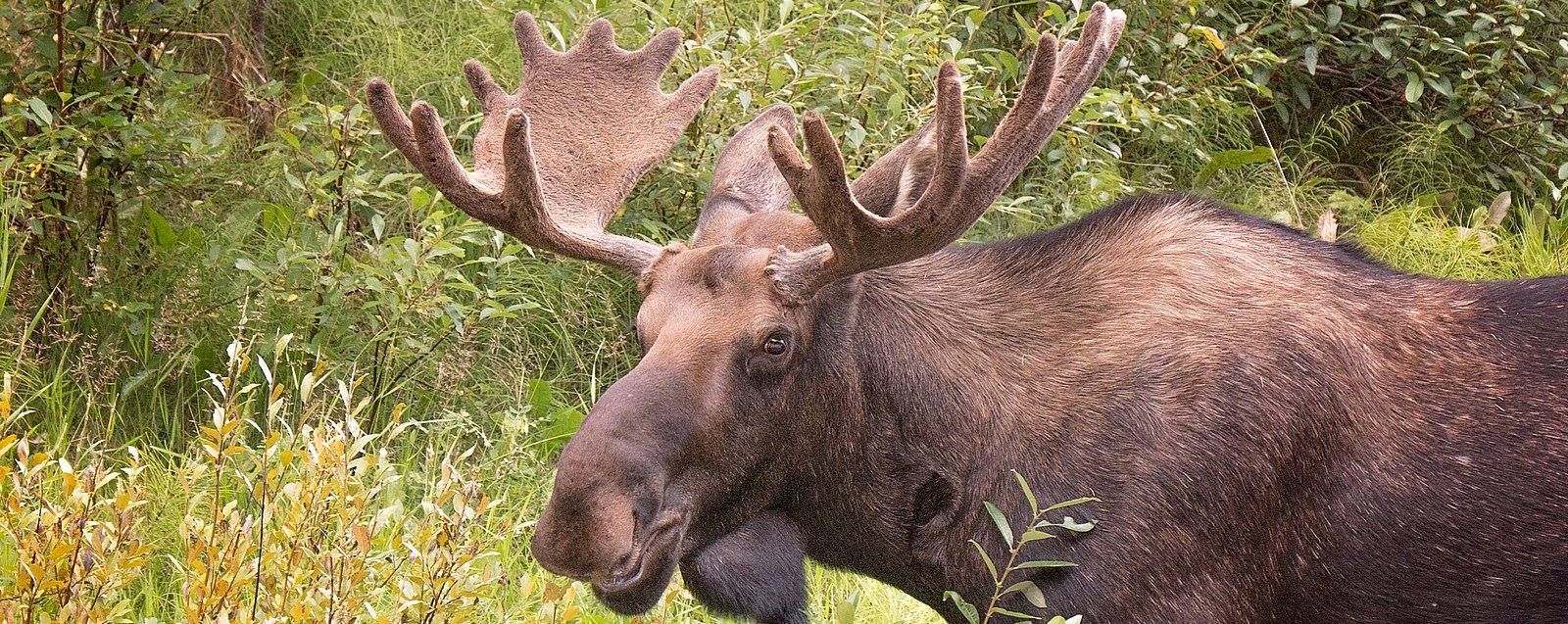 TRTFN TAKES IMMEDIATE ACTION TO PROTECT VULNERABLE MOOSE – Taku River ...